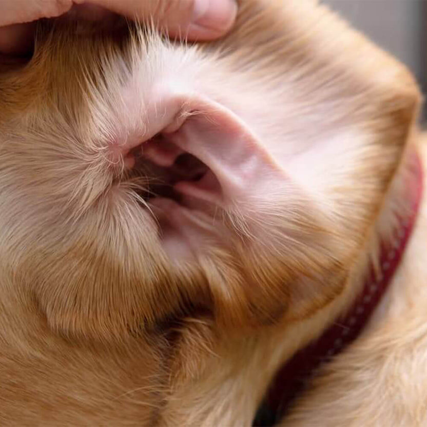 Pre & Pro Biotics – Pick Peanut